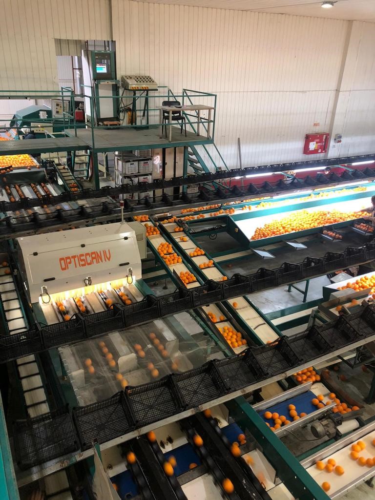 FRUIT GRADERS LTD part of GLOBALMACH INDUSTRIES LTD | Africa ...